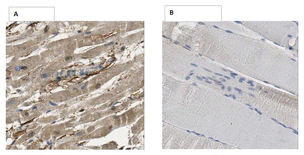 Anti-TRIM63 Antibody | ABS532